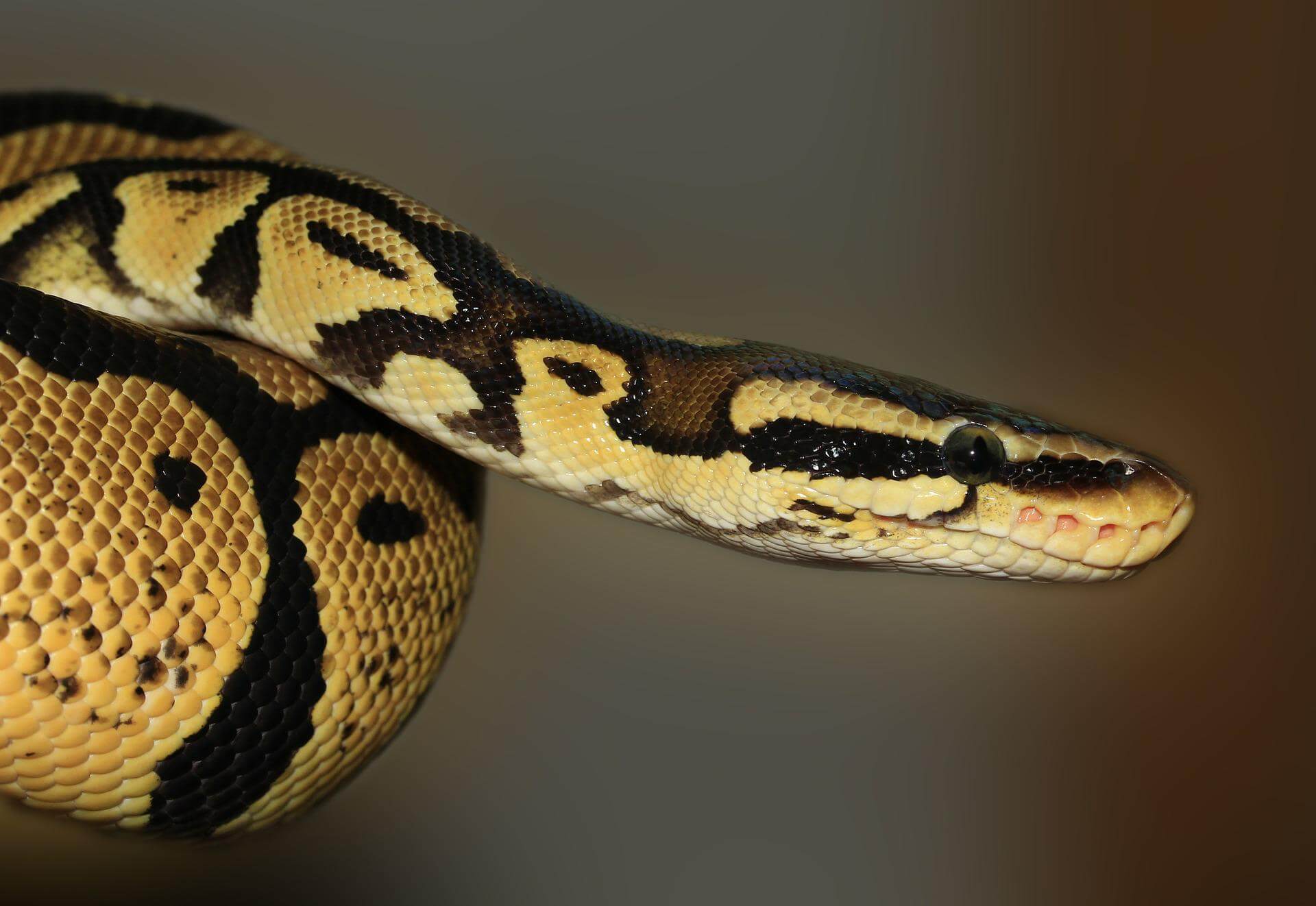 XML-Verarbeitung mit Python 3 und lxml - AddictedToCode XML-Verarbeitung mit Python 3 und lxml - AddictedToCode